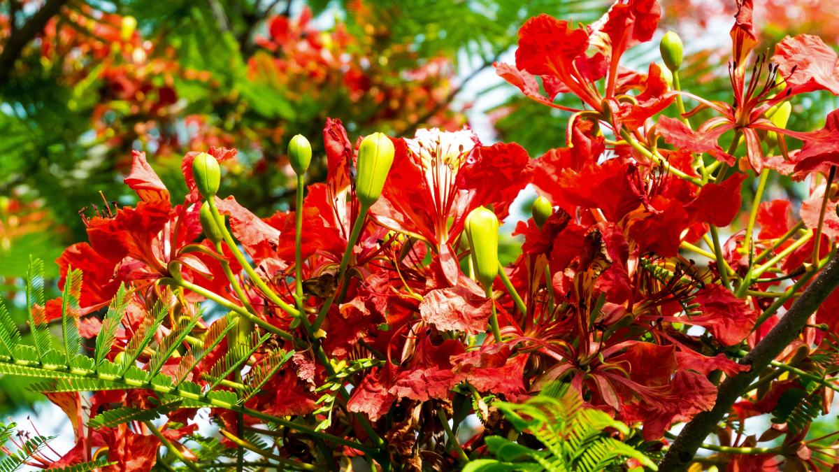 Tổng hợp 50+ hình ảnh hoa phượng đẹp gắn liền với mùa hè